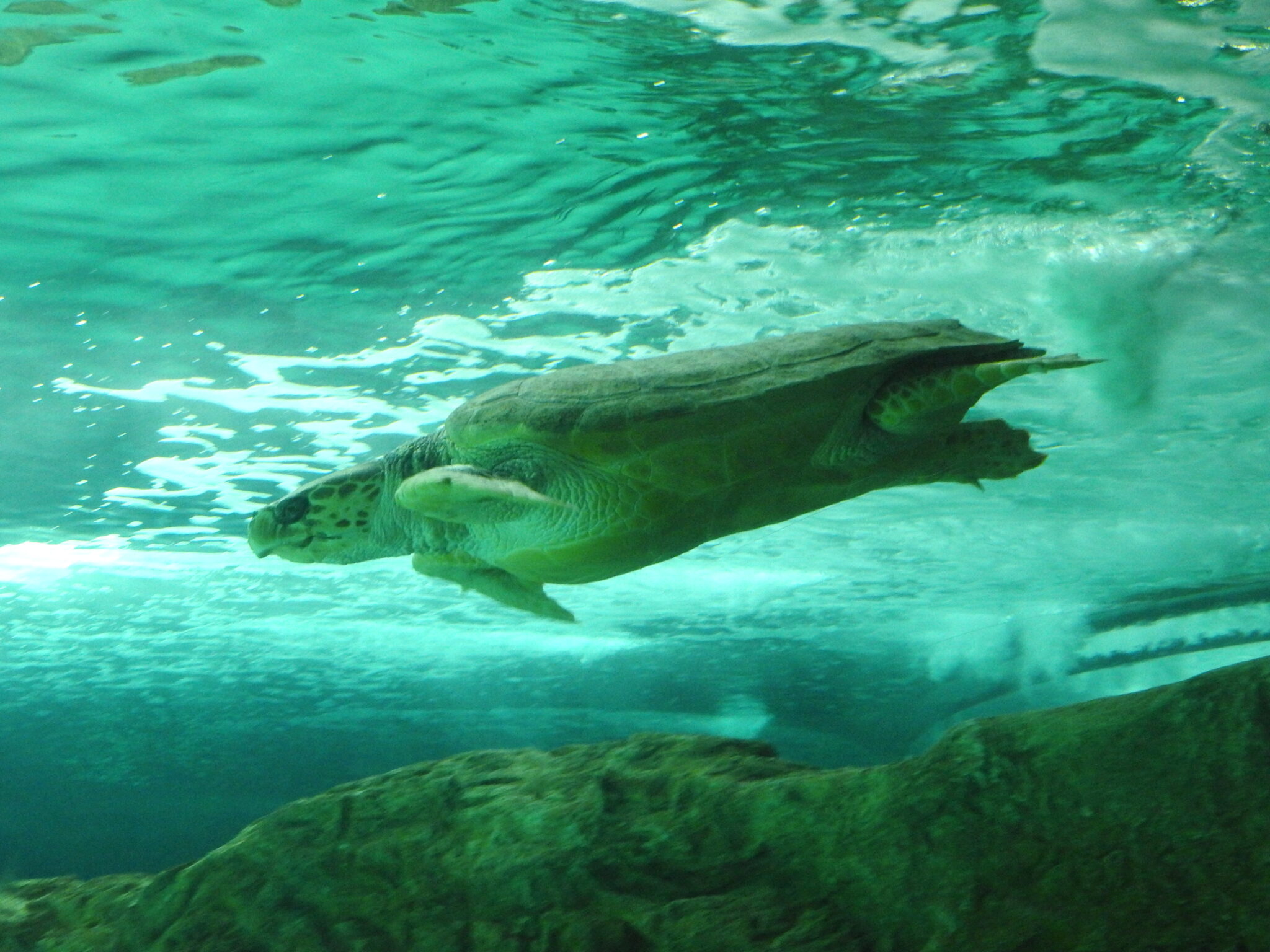 Especialista en Fauna y Ecología Marinas - AlenFormacion